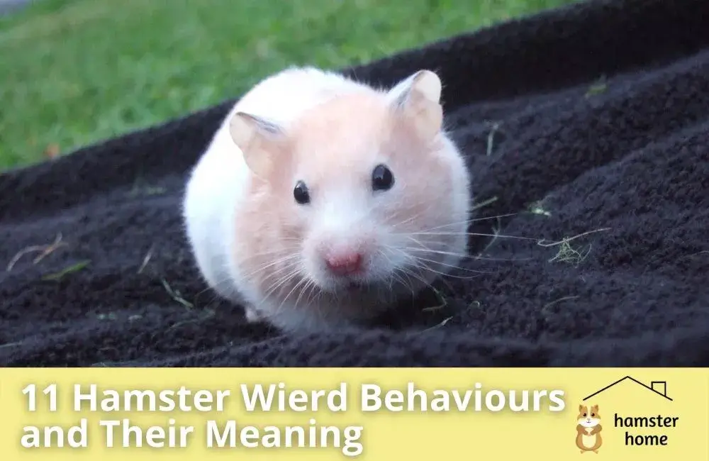 11 Hamster Wierd Behaviours and Their Meaning- Is That Normal ...
