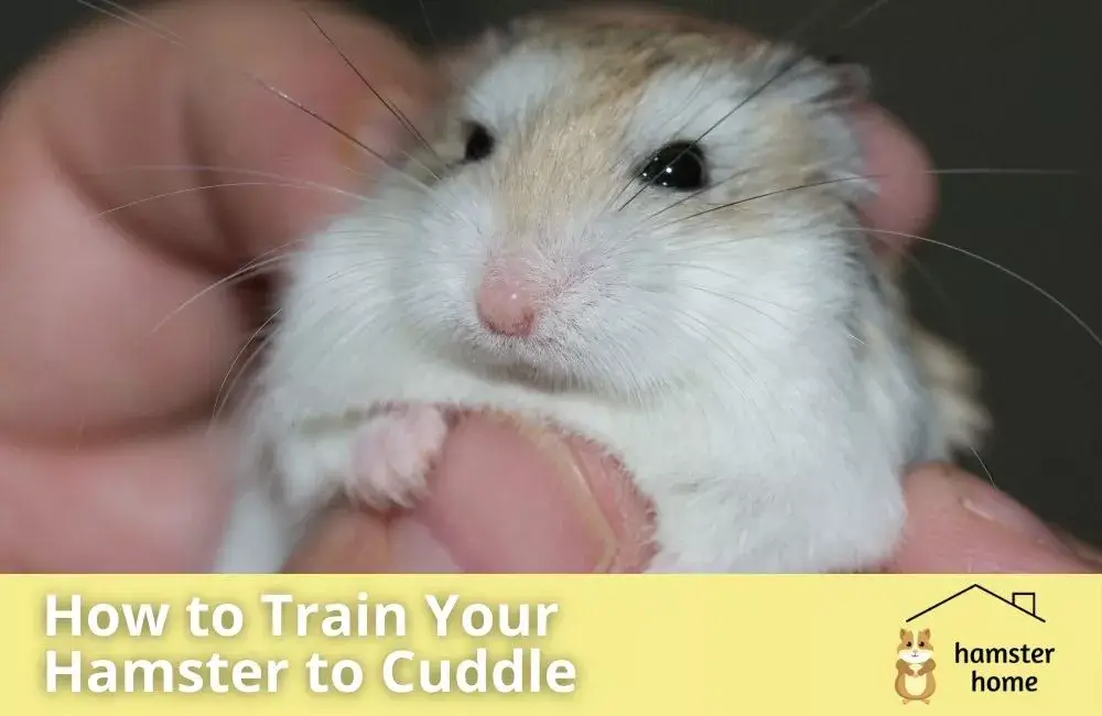 How To Train Your Hamster To Cuddle? Most Comprehensive Guide • Hamster ...